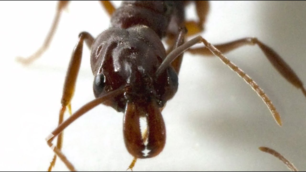 The Great Ant Escape | ScienceTake | The New York Times - YouTube