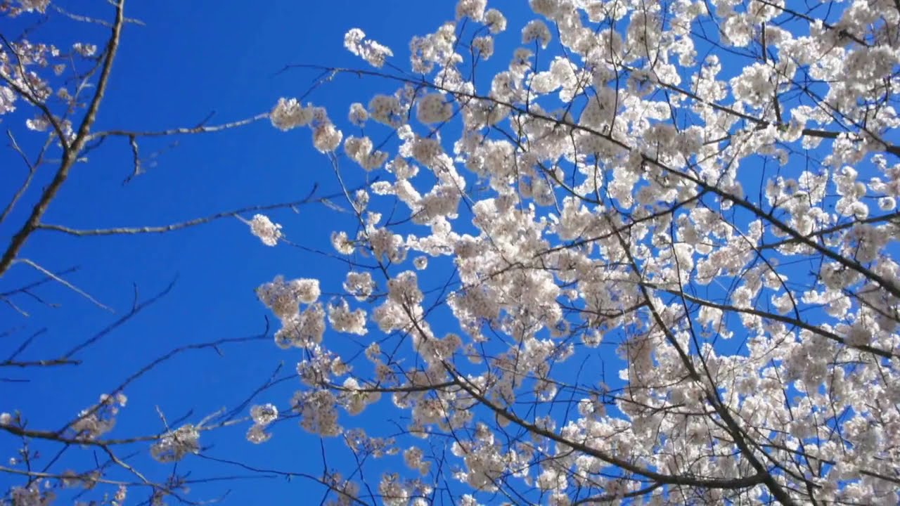 SUMMER SKIES CHERRY BLOSSOM TREE DISPLAY BACKGROUND SCREENSAVER HD ...