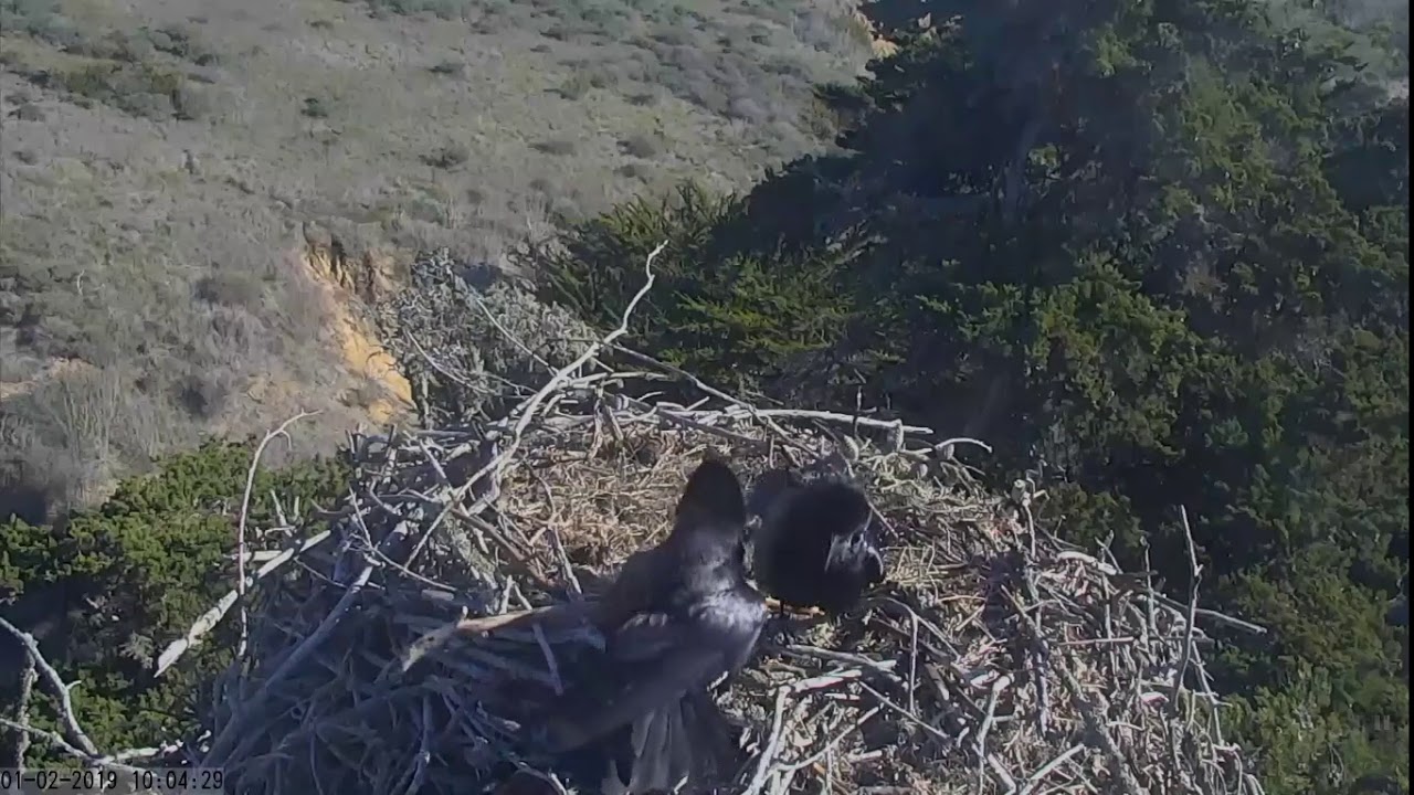 1-2-19 Sauces Canyon- Ravens Mating Display At The Nest - YouTube