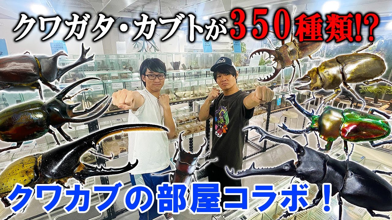 世界最大規模のカブト・クワガタの展示施設がヤバすぎる【クワカブの部屋】 - YouTube