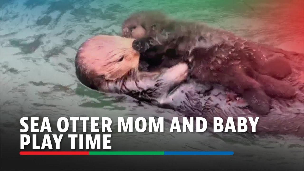 Sea otter mom and baby play time | ABS-CBN News - YouTube