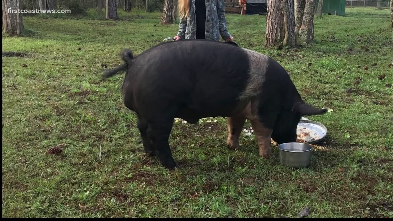 St. Augustine family looking for missing 600 lb. pet pig - YouTube