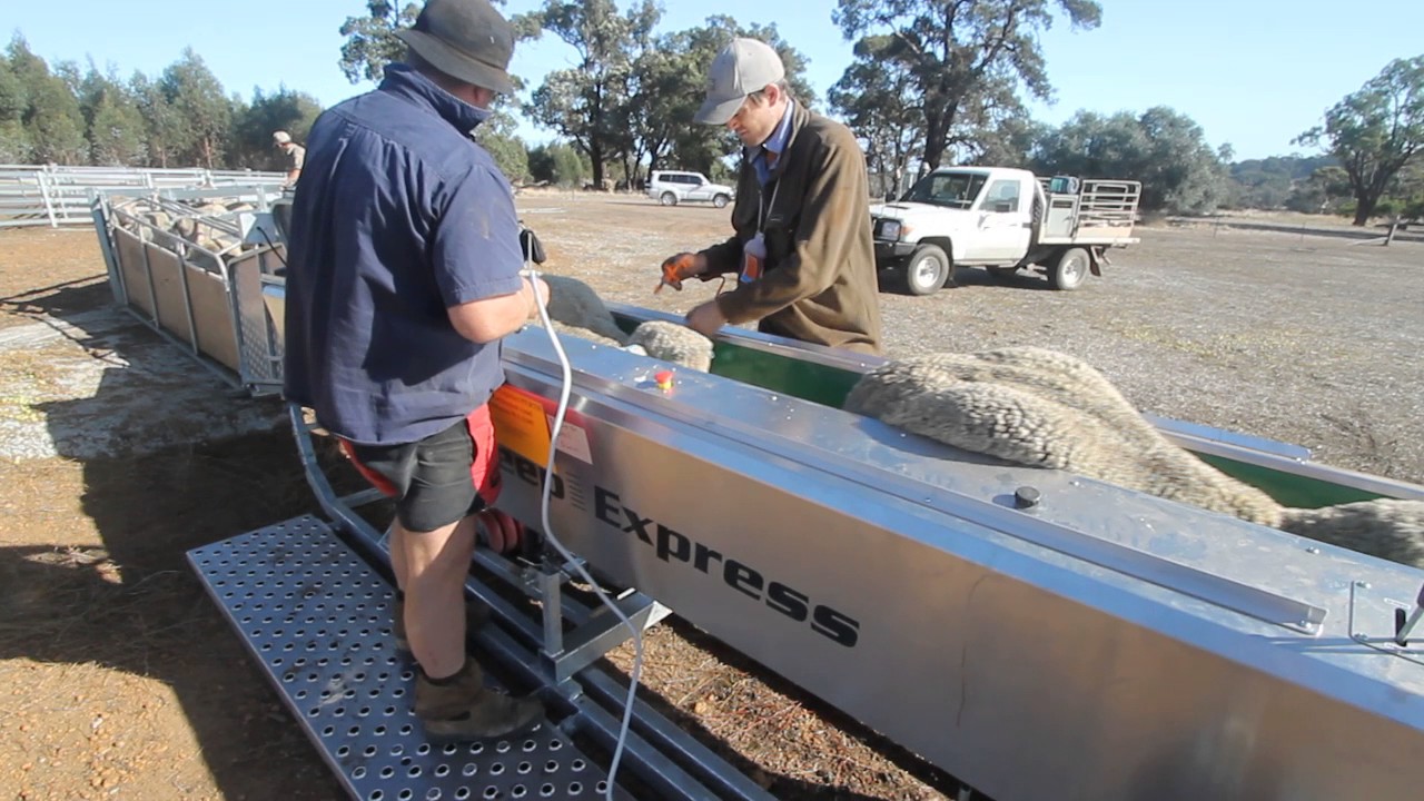 Sheep Express Conveyor - YouTube