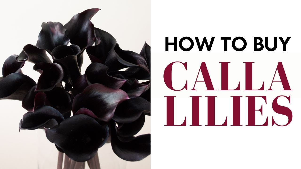 How to buy the best and freshest flowers: Calla Lilies - YouTube
