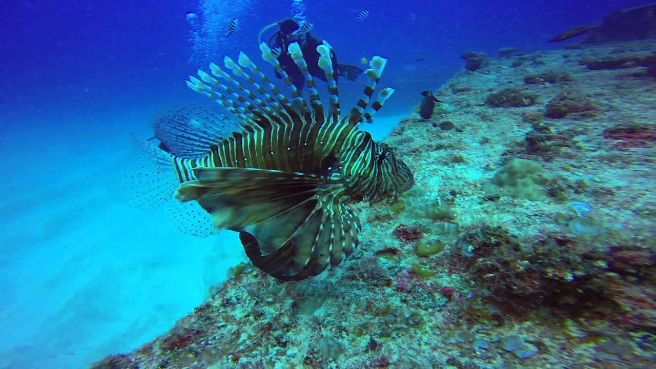 GoProH3+ Bl.ed Red Fil. - Devil Lionfish - Scuba diving - Mauritius ...