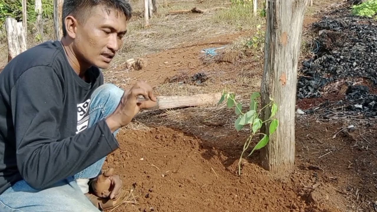 INI RAHASIANYA ‼️ PENCEGAHAN PENYAKIT BUSUK BATANG/AKAR LADA, SEPERTI ...