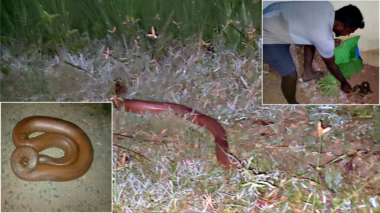 மண்ணுலி பாம்பு இப்படித்தான் இருக்குமோ | Common SandBoa | SAND BOA SNAKE ...