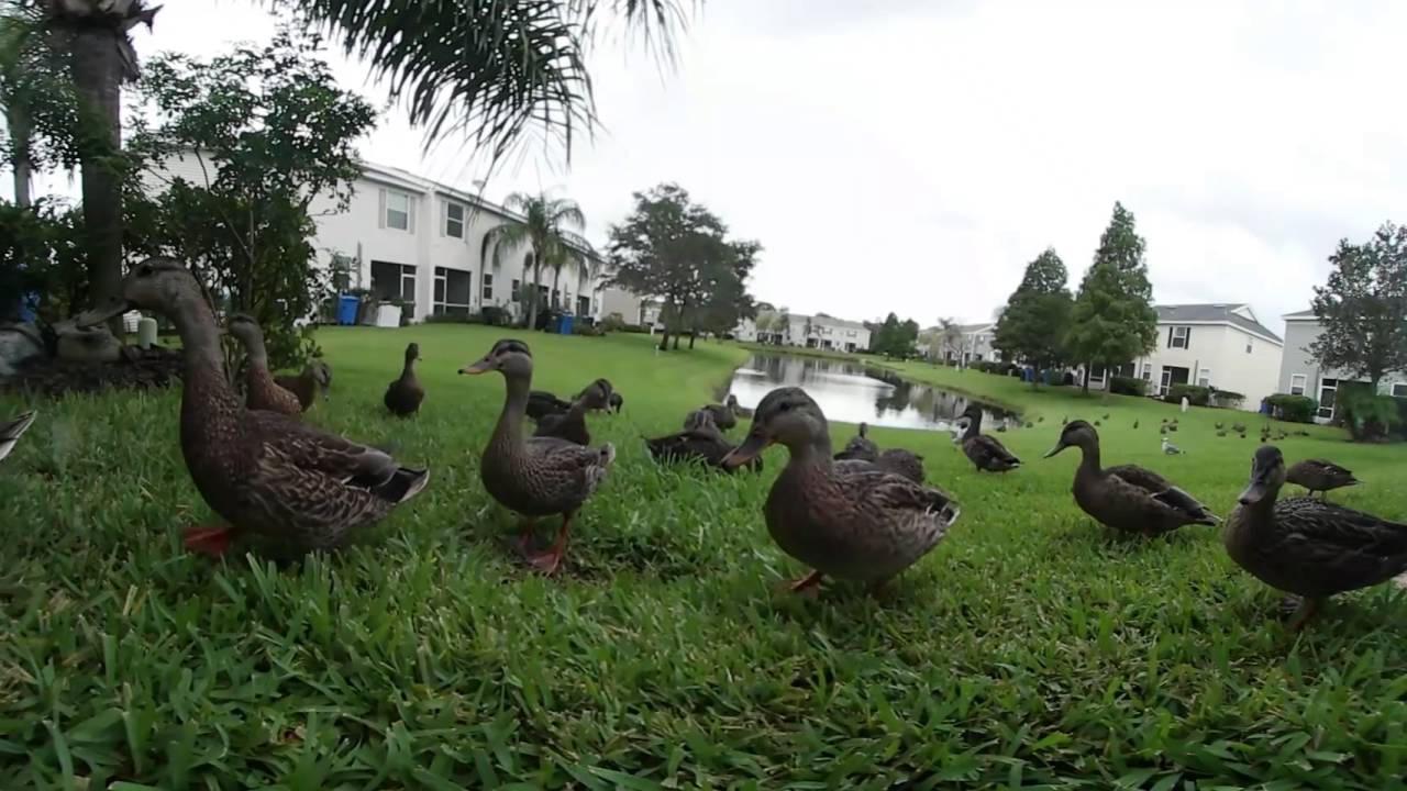Aiden feeding birds popcorn (8-8-16) - YouTube