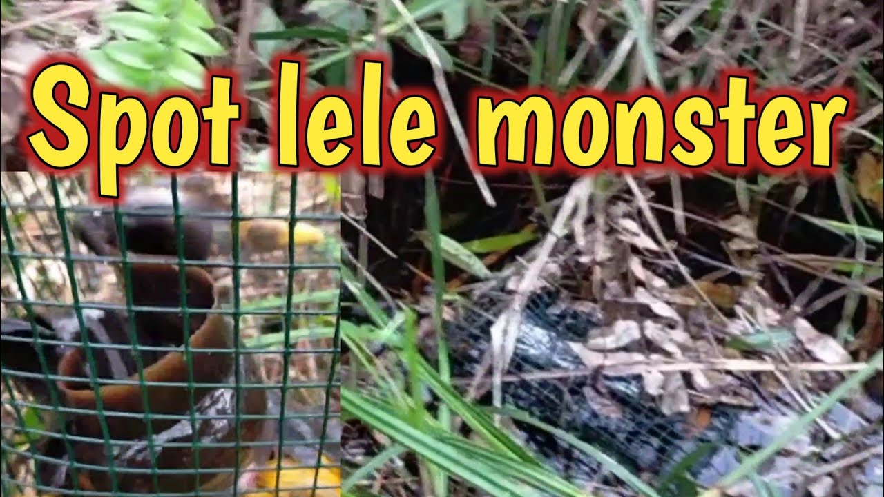Ikan lele monster terperangkap bubu - YouTube
