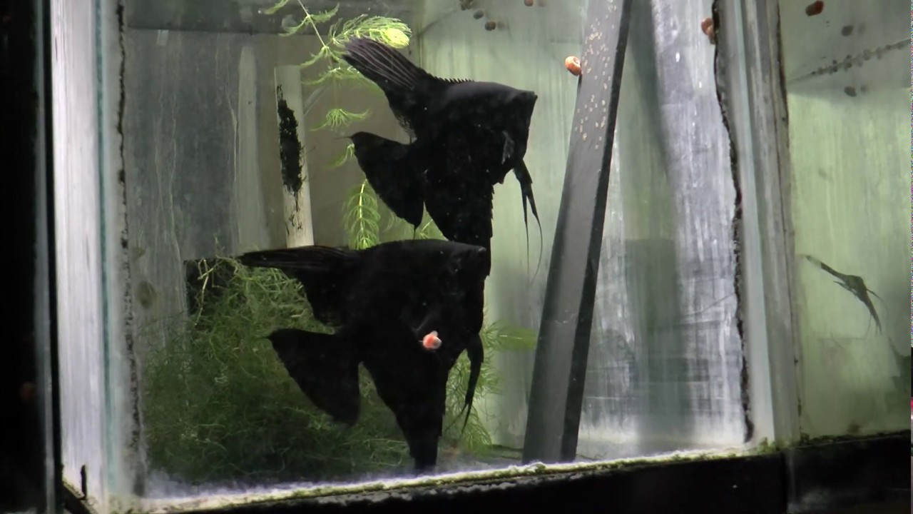 Black Angelfish Breeding Pair 2273 - YouTube