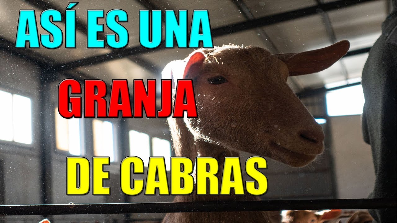 Cabra Malagueña / Así es una granja de Caprina por dentro part1 ...