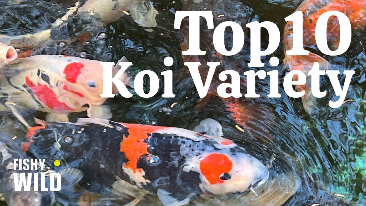 Ultimate Guide to Stunning Koi: Expert Tips and Breathtaking Footage ...