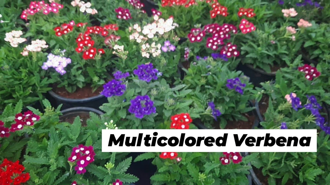 multi colour verbena flower || winter special flower - YouTube
