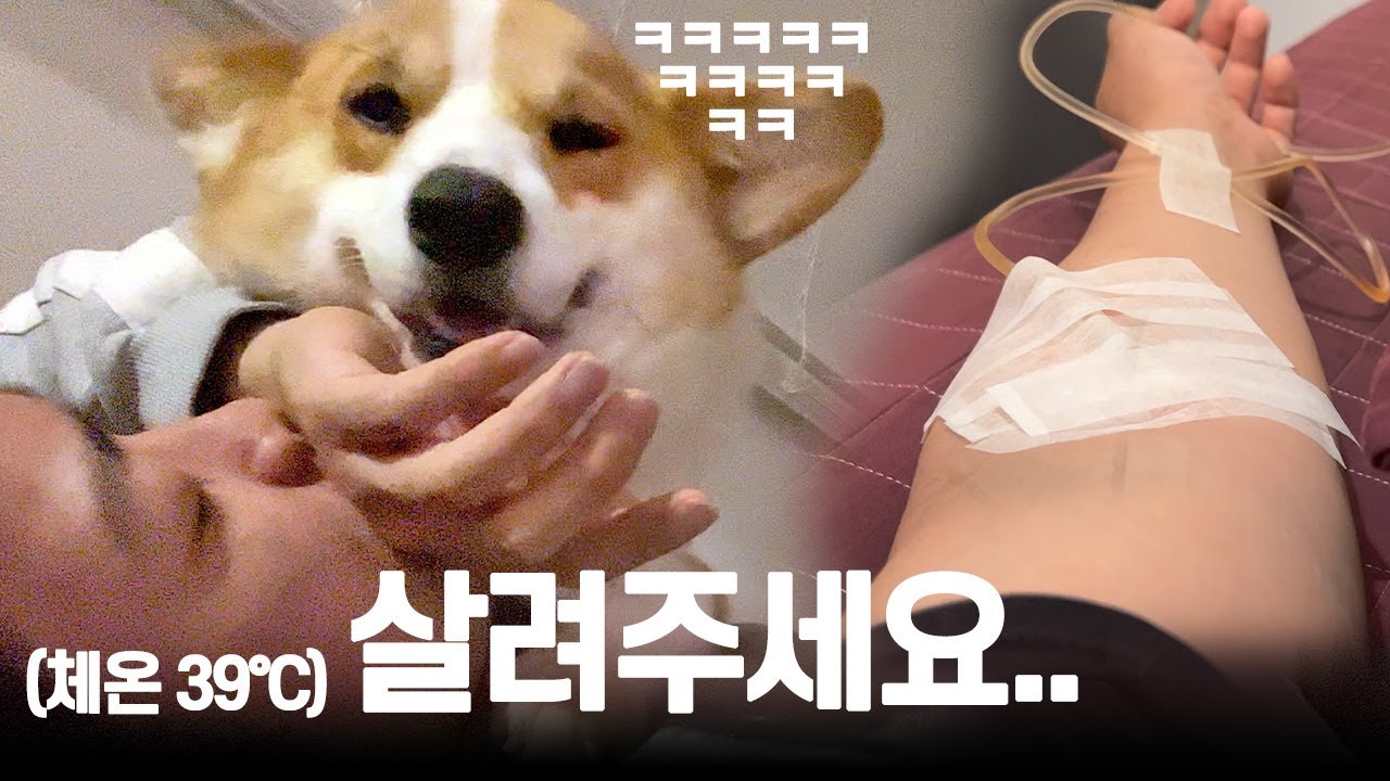 수술한 아기 강아지 웰시코기 돌보다 죽을번했습니다 Youtube