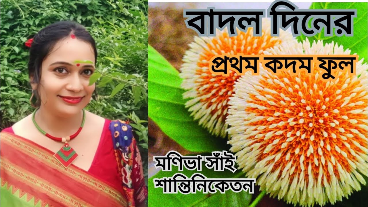 Badalo diner prothomo kadama phul| বাদল দিনের প্রথম কদম ফুল ...