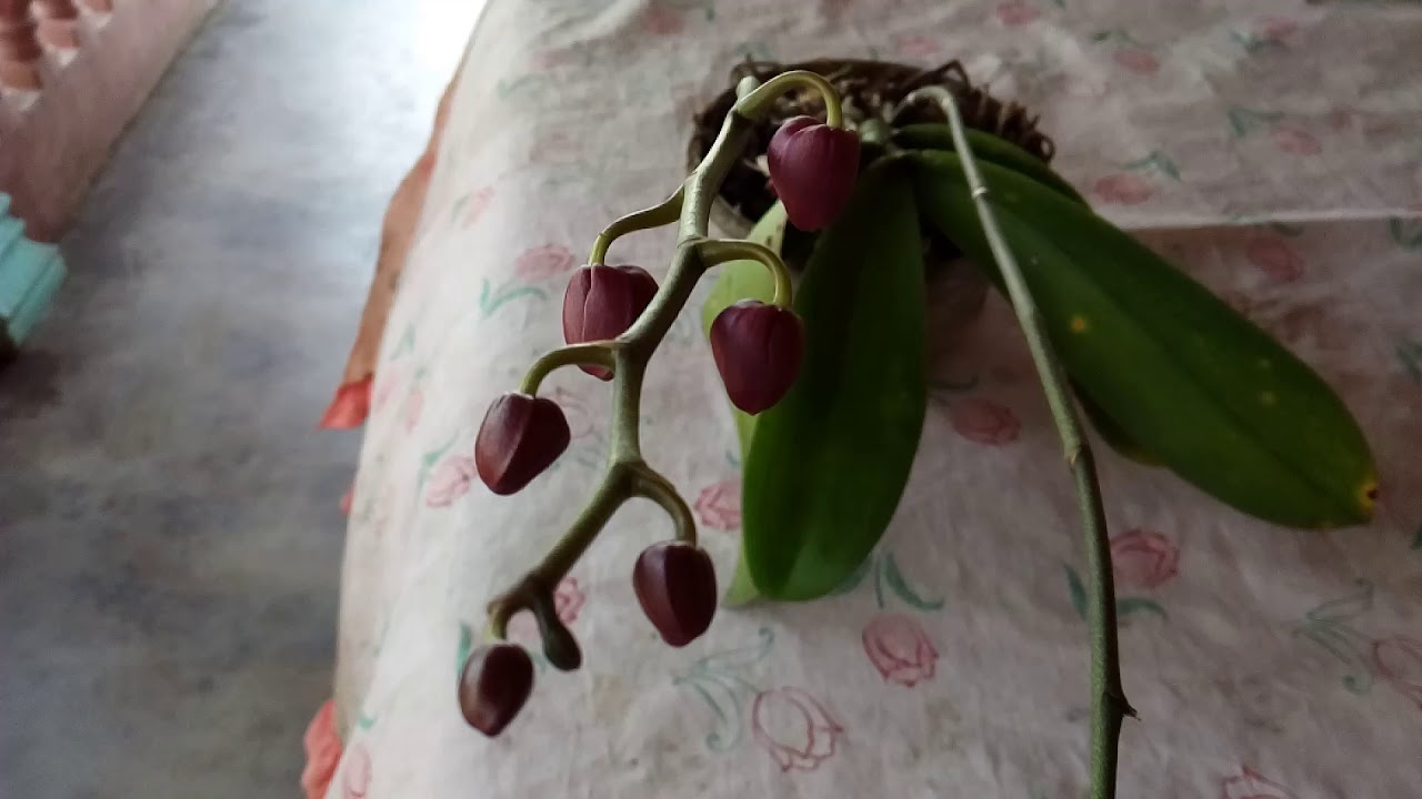 Bunga Anggerik Ungu - YouTube