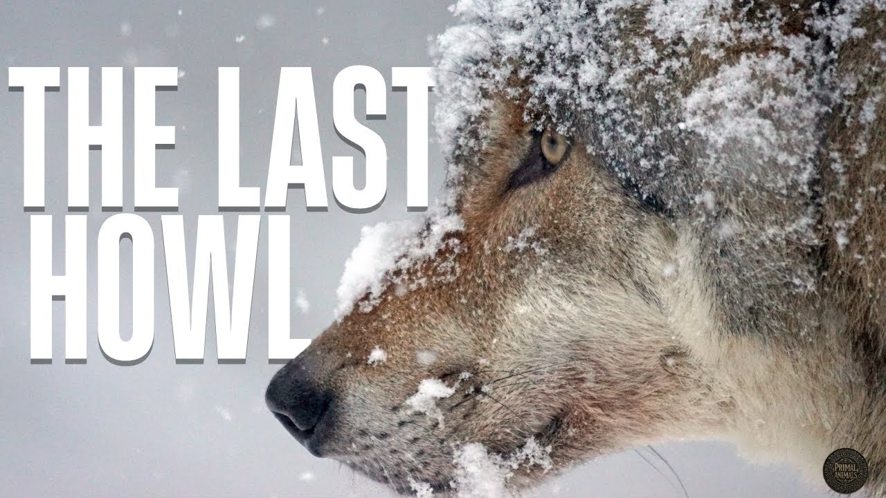 The Last Howl: The She-Wolf Who Honored the King - YouTube