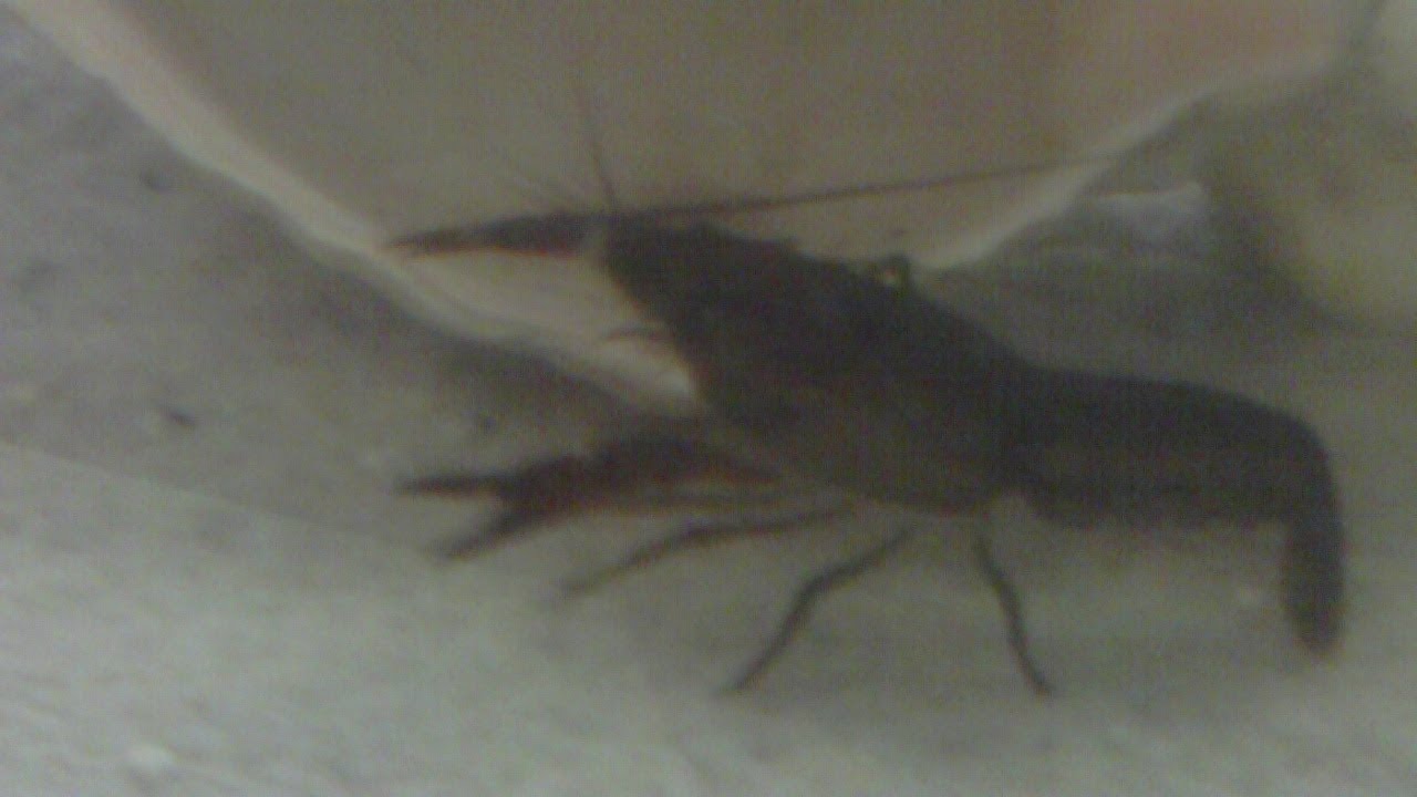 crayfish mating - YouTube