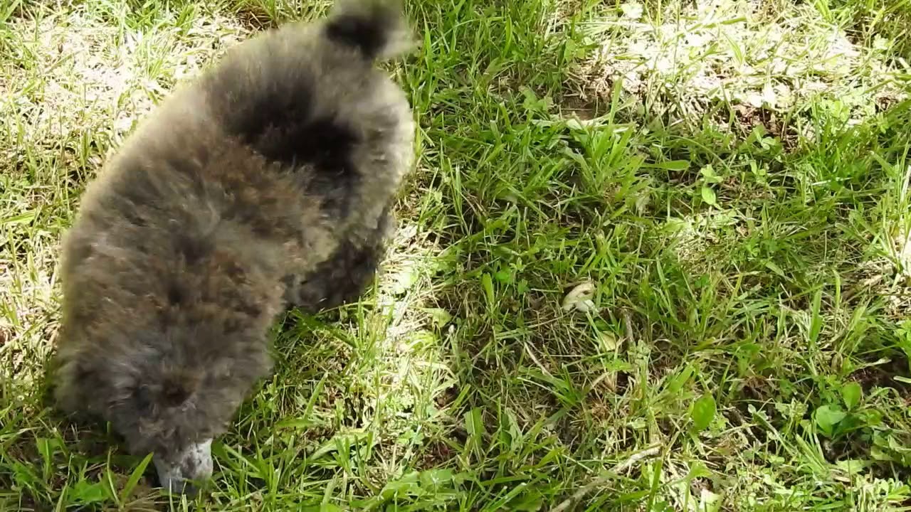 Hearthside Meadow's Merle Poodle Puppies - YouTube