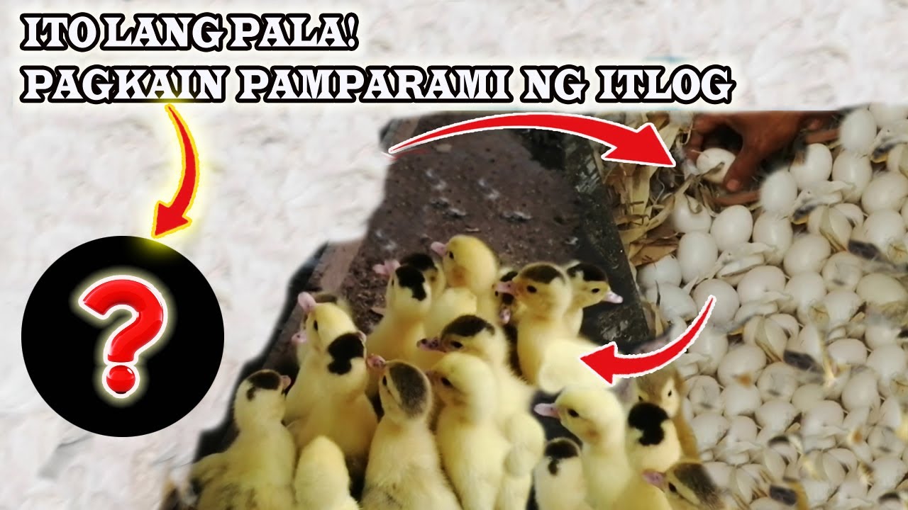 PAGKAIN PAMPARAMI NG ITLOG NG PATO | TRY & TESTED - YouTube