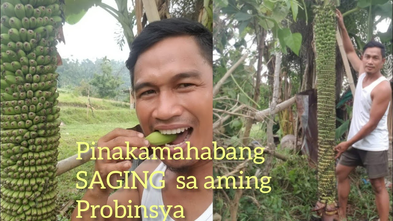 PINAKAMAHABANG SAGING SA AMING PROBINSYA|PHILIPPINES(THOUSAND FINGERS ...