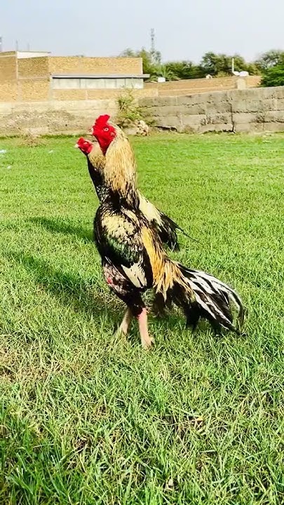 Aseel Murga - YouTube