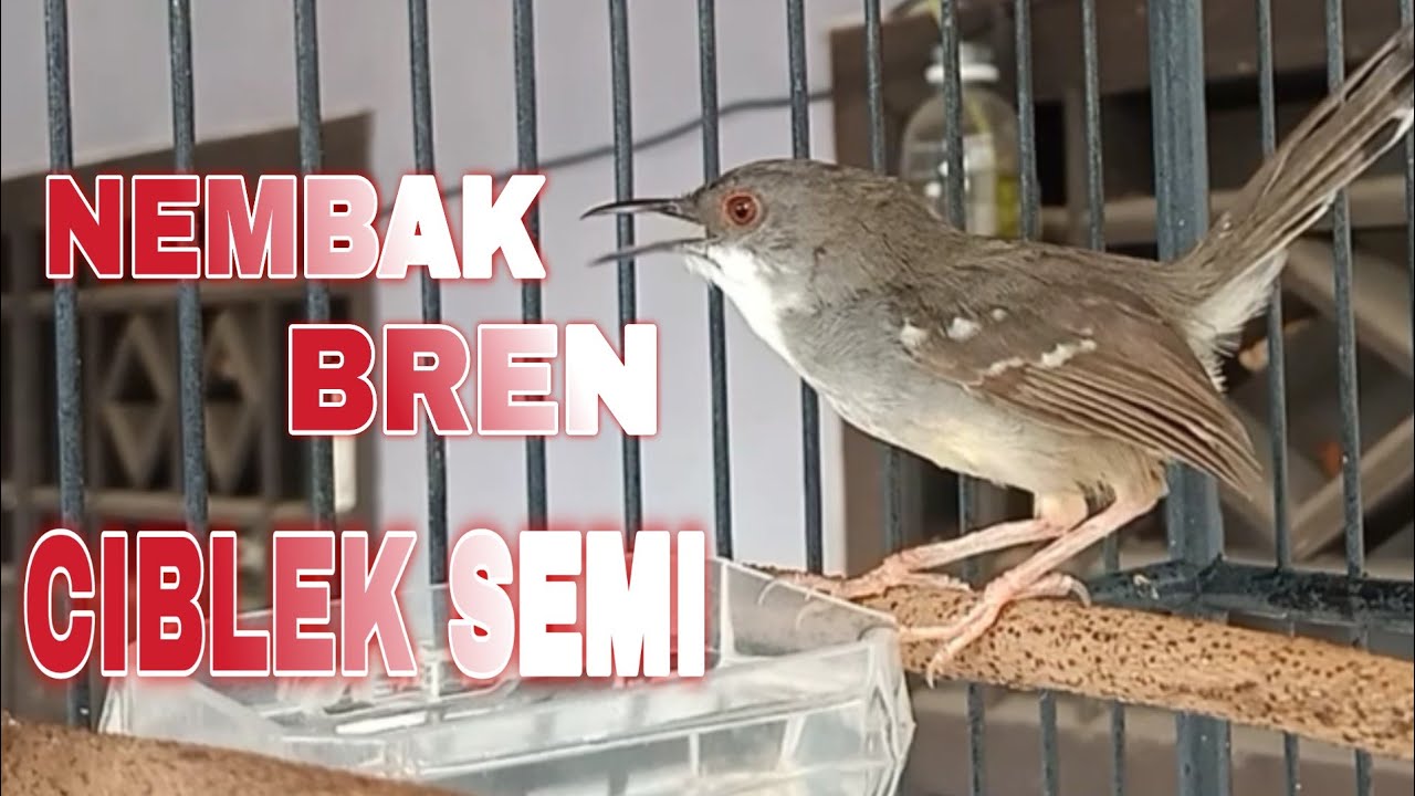 ciblek semi gacor, cukup PUTAR beberapa menit ciblek semi manapun ikut ...