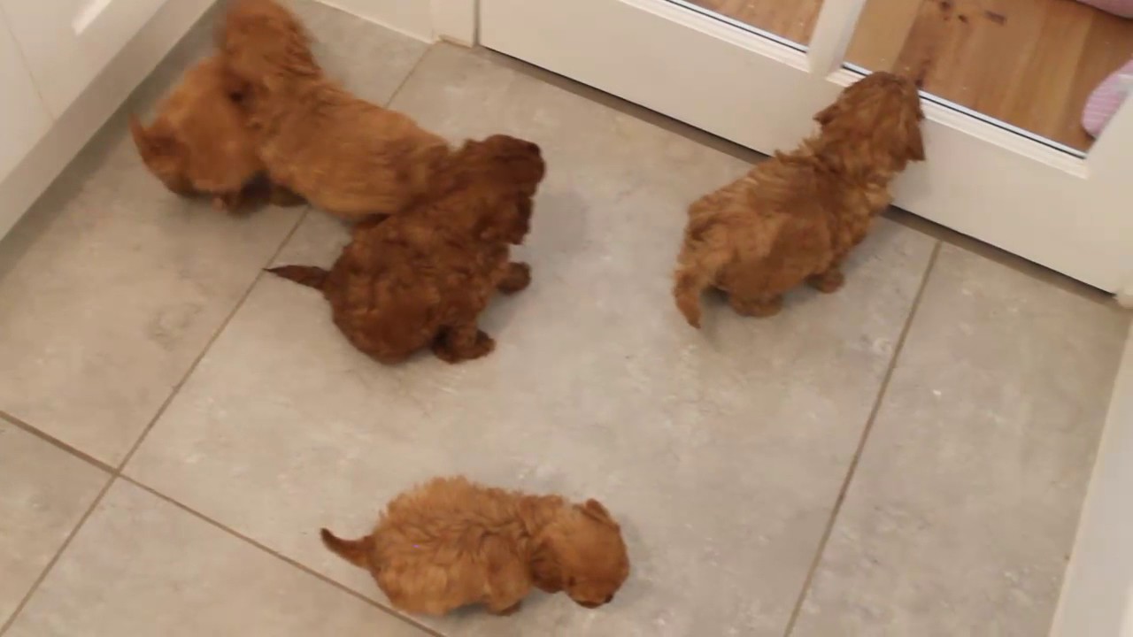 Cavoodle Puppies 5 Weeks Old - YouTube