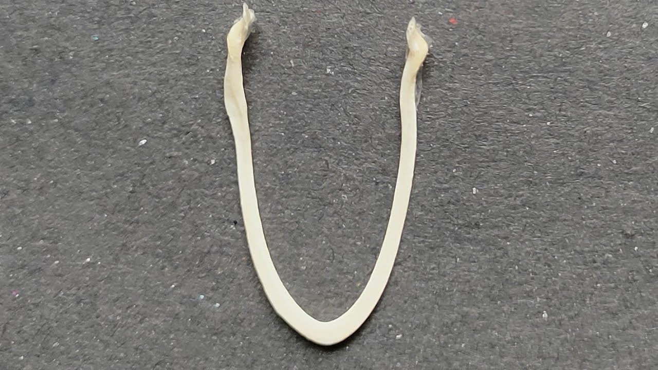 Furcula of pigeon (Columba sp.) - YouTube