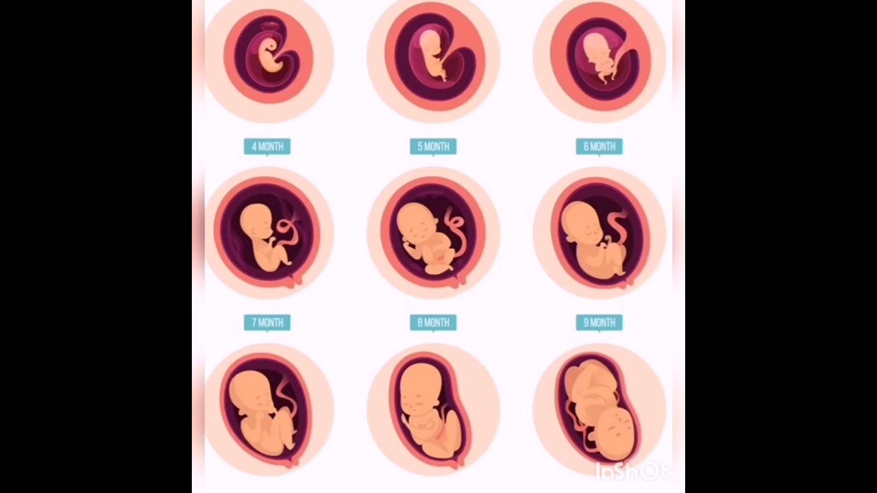 fases del embarazo: germinal, embrionaria y fetal COGNICIÓN Y TEORÍAS ...