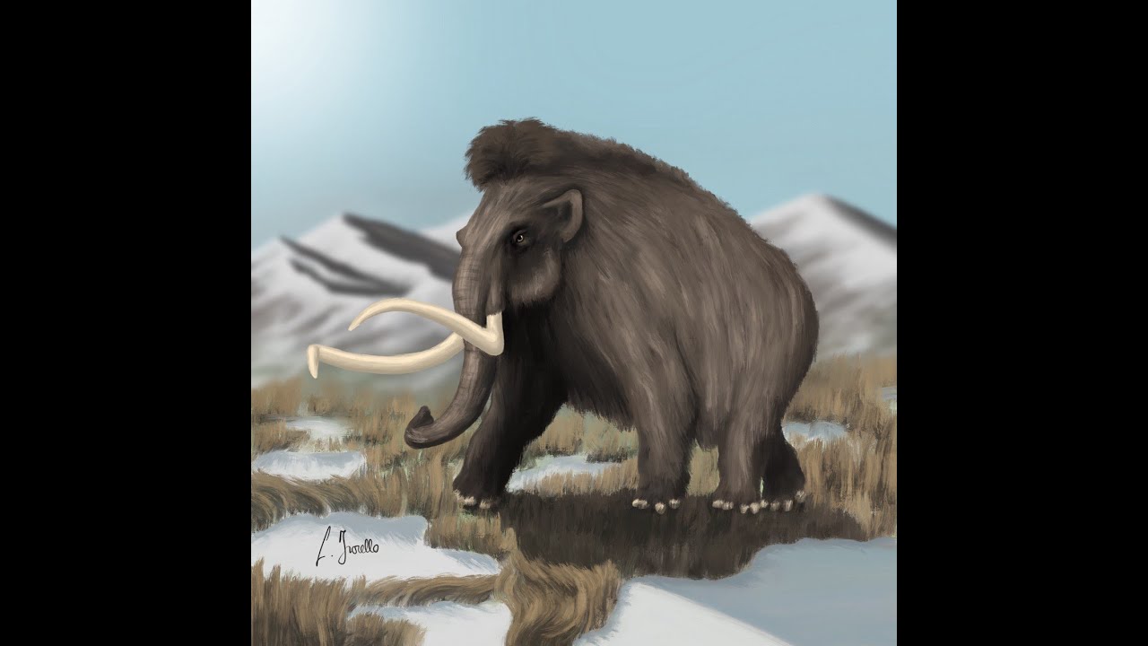 Reconstruction of a woolly mammoth (Mammuthus primigenius) - Paleoart ...