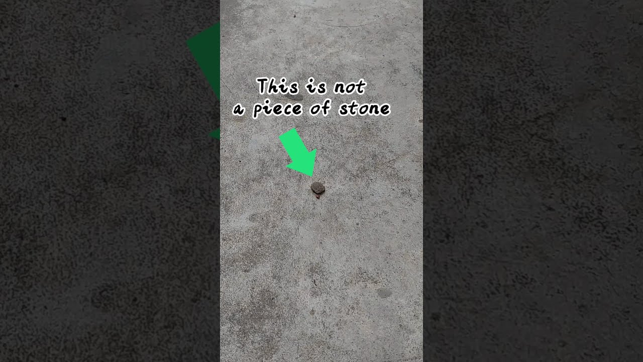 The Rock Bug - A bug that looks like a small rock. We don't know its ...