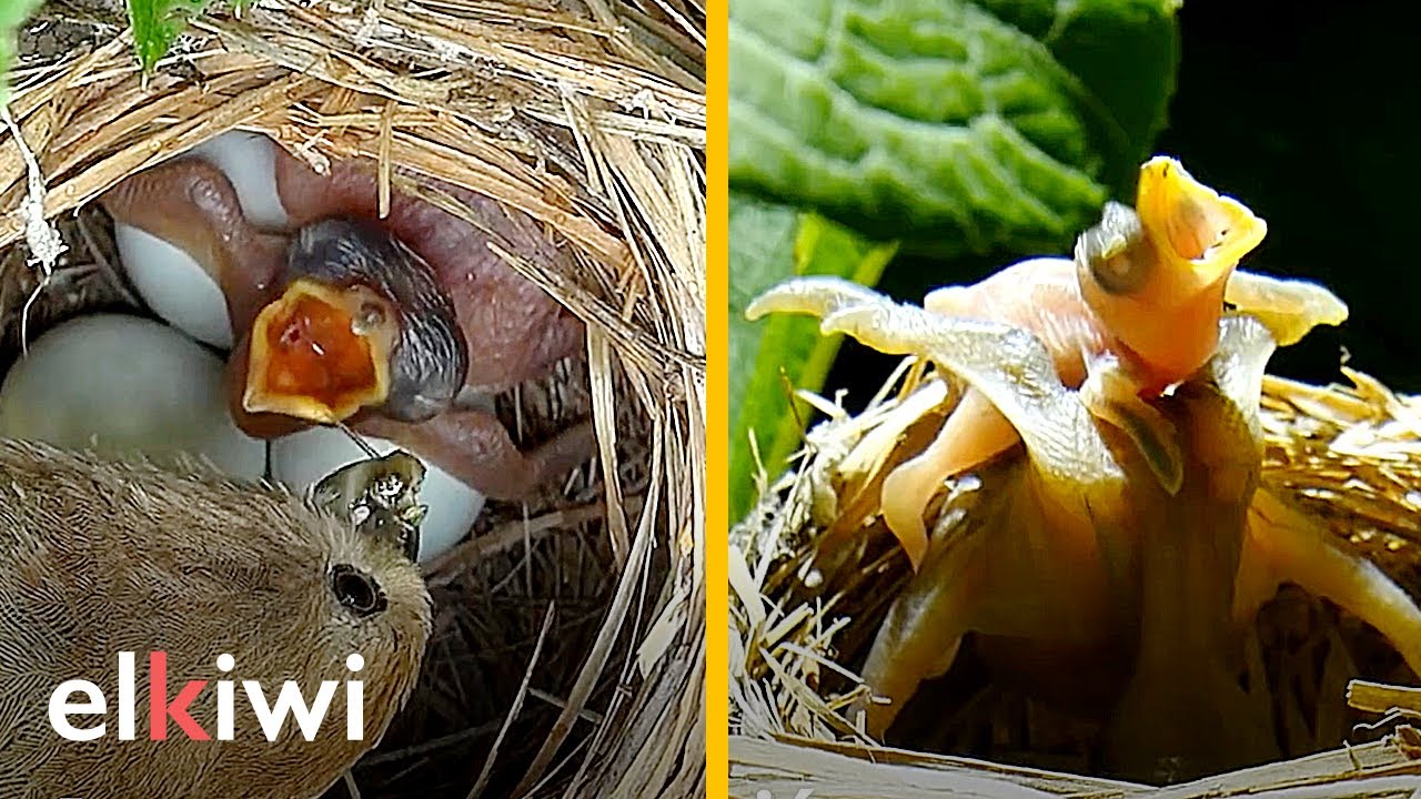 Pichón recién nacido acaba con sus hermanos menores frente a su madre ...