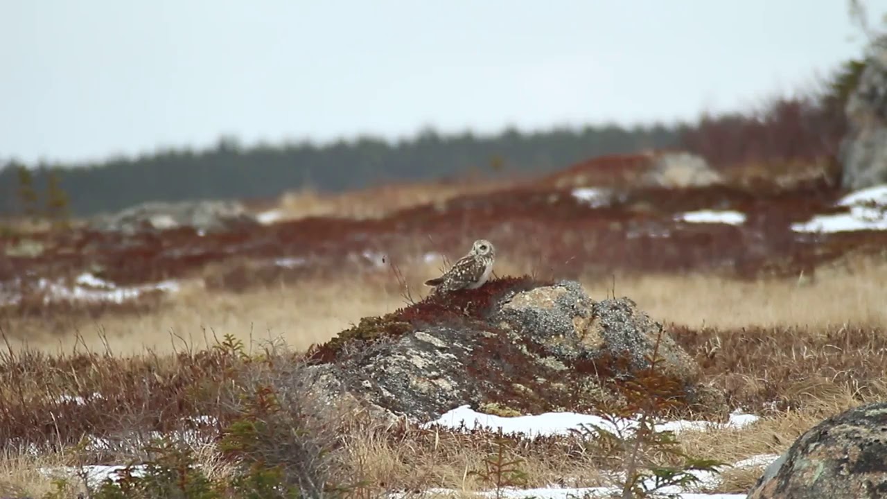 The Short-Eared Owl is a Threatened Species in Newfoundland, Canada ...