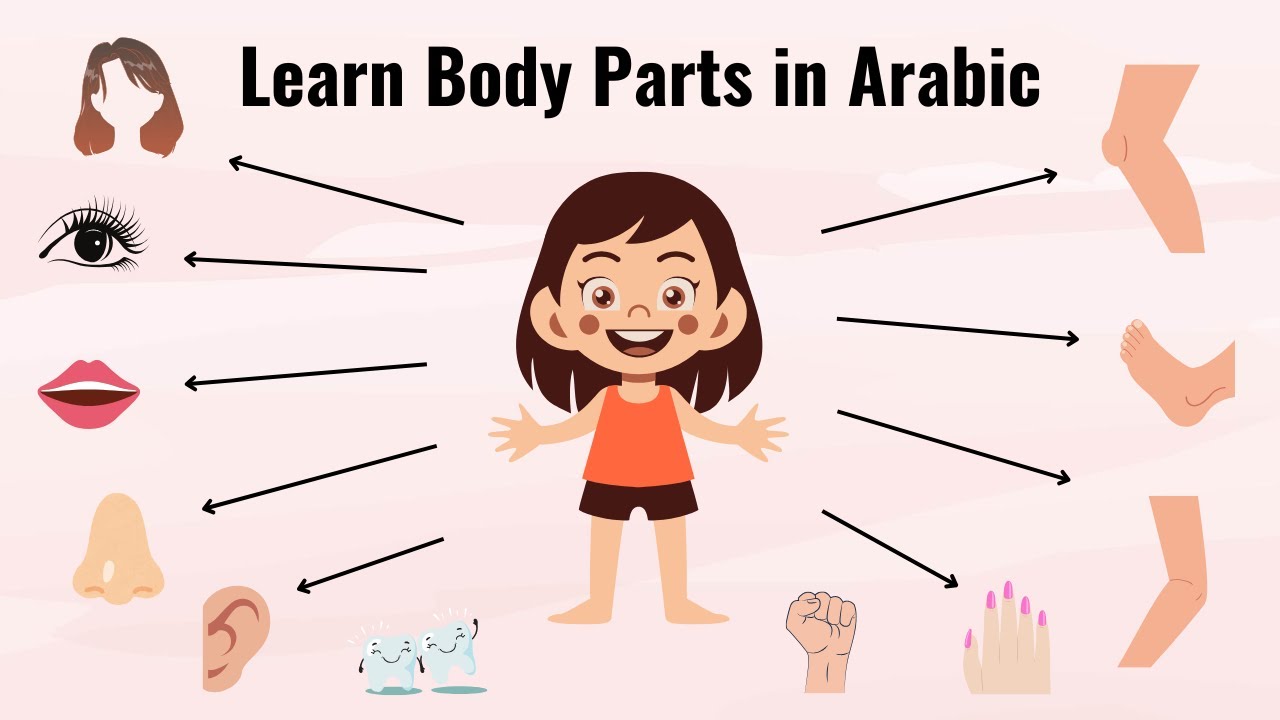 Human Body Parts in Arabic: Singular and Plural for Beginners. - YouTube