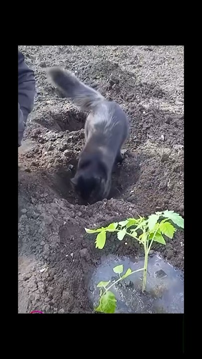 Великий удобритель - YouTube