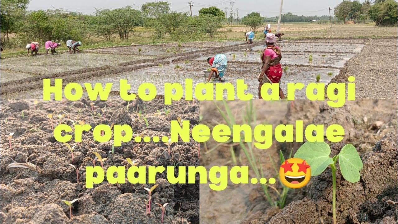 How to Plant a Ragi Crop... Neengalae Paarunga...🤩 - YouTube