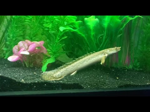 Guinean Bichir (Polypterus Ansorgii) Excited That I Am Near The Tank ...