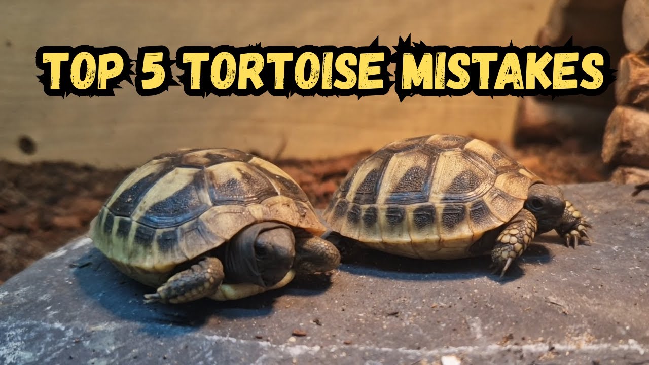 5 Dangerous Tortoise Care Mistakes Every Keeper MUST Avoid! - YouTube