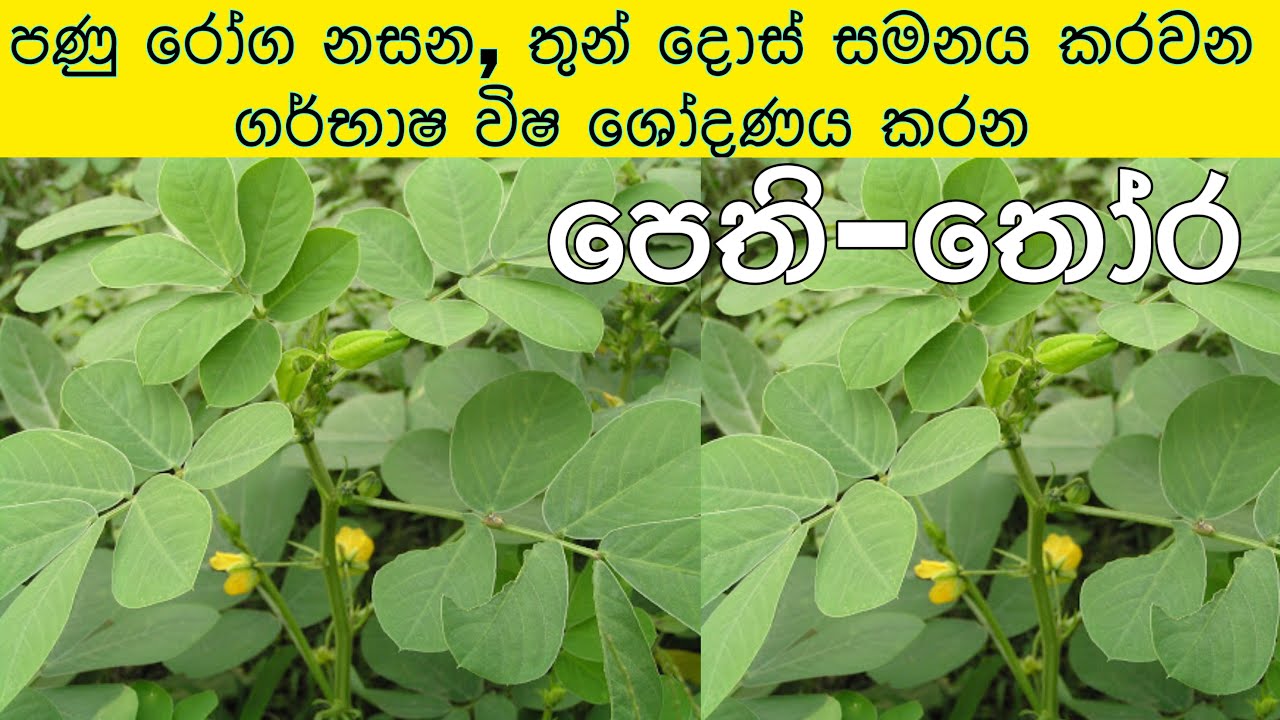Pethi thora good for many diseases. රෝග බොහොමයකට ගුණදායක පෙති තෝර ...