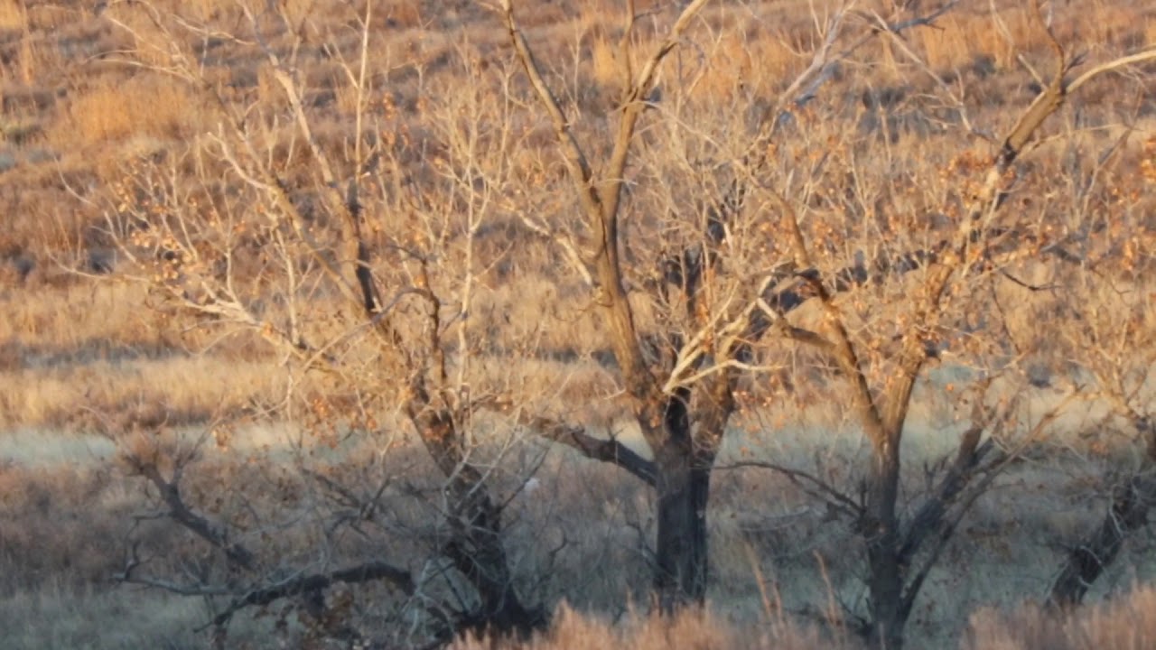 Coyote Hunting in Kansas tournament ft. Jeff - YouTube