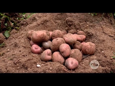 ¿Cómo producir una semilla de papa certificada? - La Finca de Hoy - YouTube