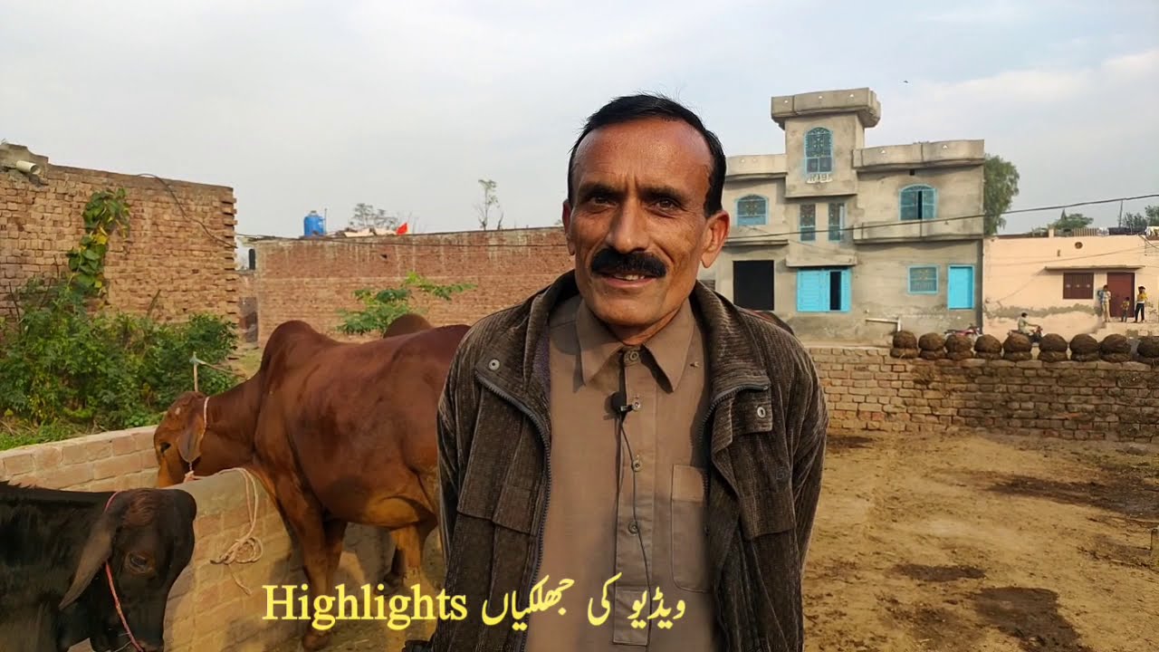 Bachra farm in Pakistan||Cattle farming in Pakistan||calf farming in ...