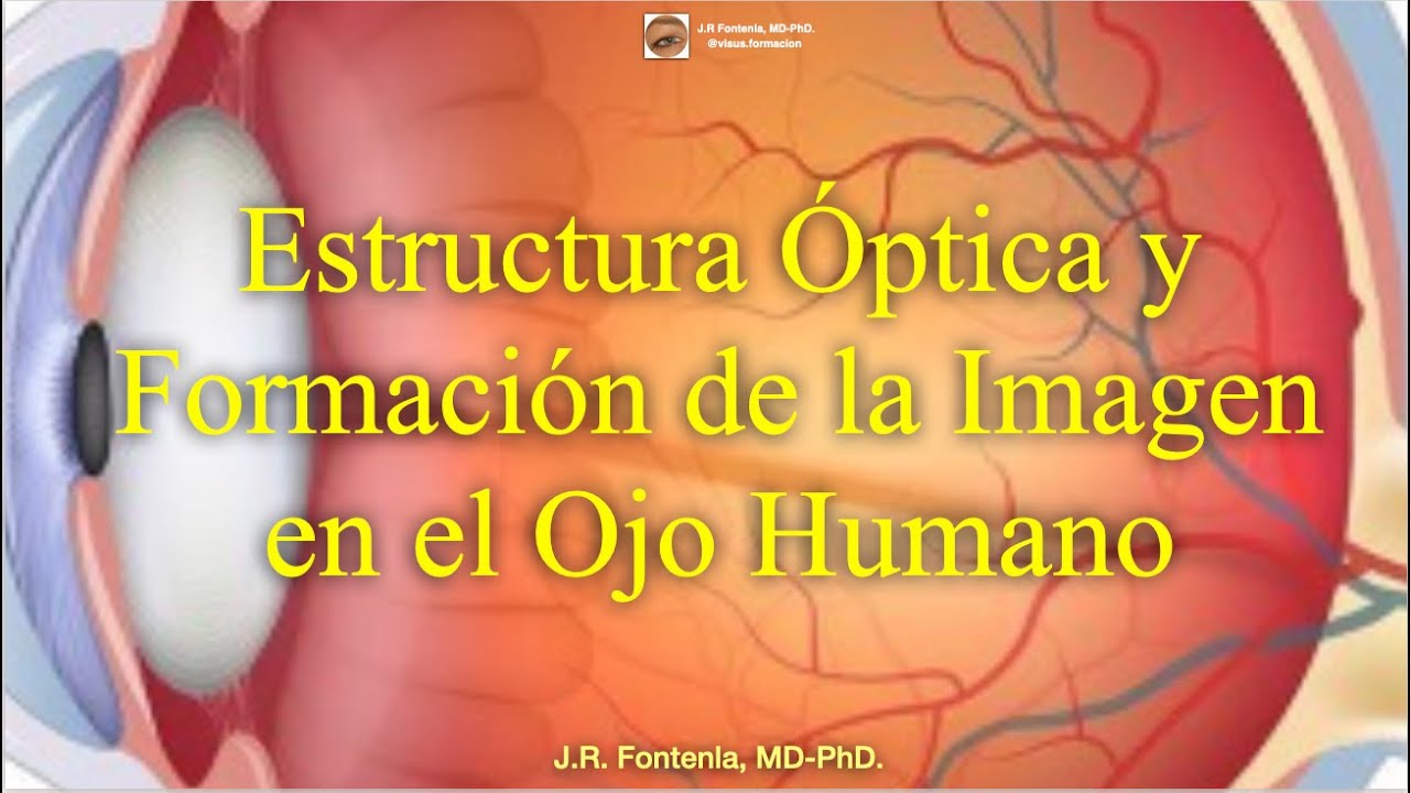 Estructura De Las Imágenes De La Retina OCT Artículo] Los Cambios