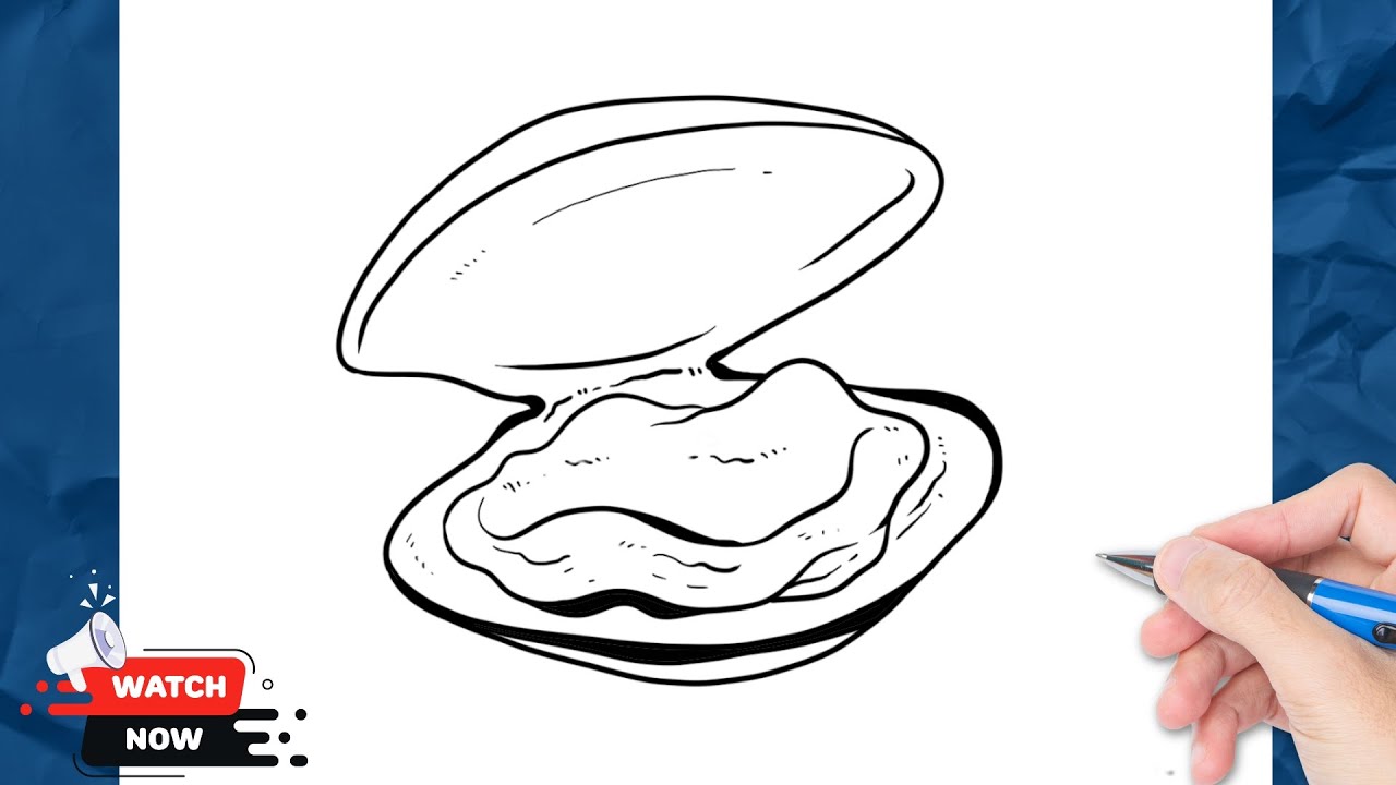 How to draw Clam - YouTube