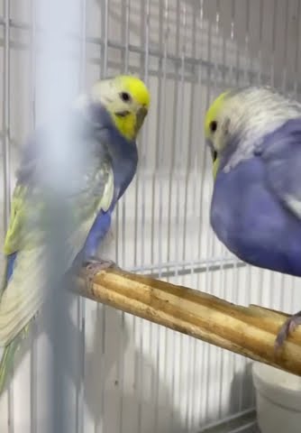 NOVO CASAL DE PERIQUITO ARCO-ÍRIS ! #shots #periquitoautraliano - YouTube