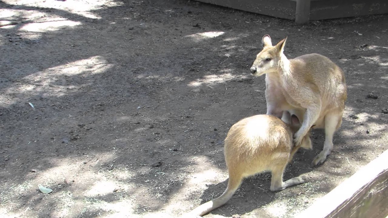 Canguro y cangura en Featherdale - YouTube