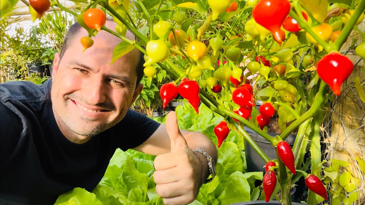 PIMENTA BIQUINHO - COLHEITA E CONSERVA - YouTube