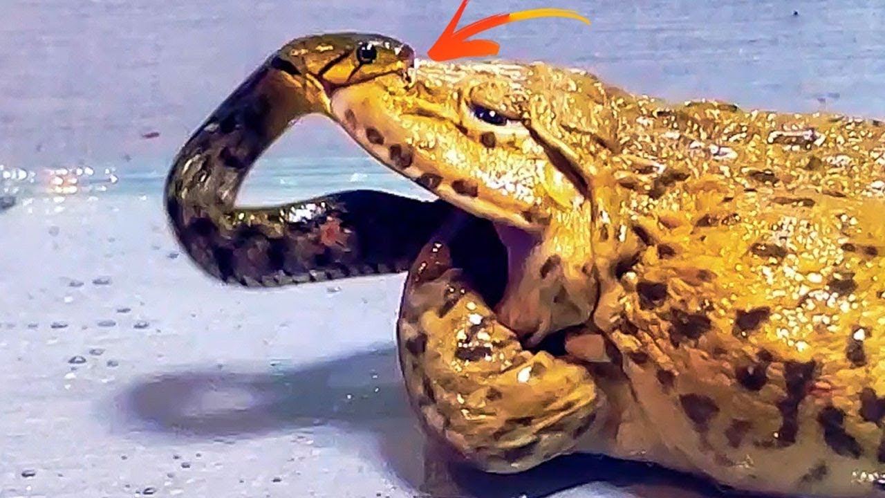 Secrets Revealed: The Horrifying Truth About Frogs Part 5 - YouTube
