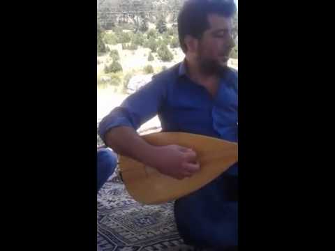 bahçede yeşil çınar amatör